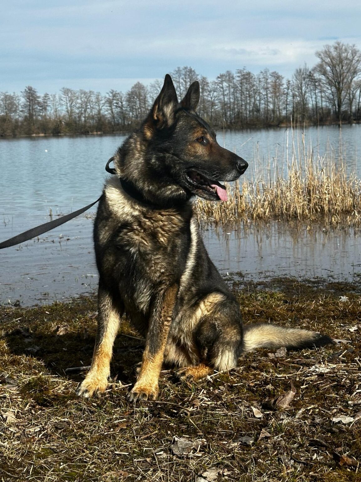 Zu vermitteln – Tierschutzverein Freising e.V.