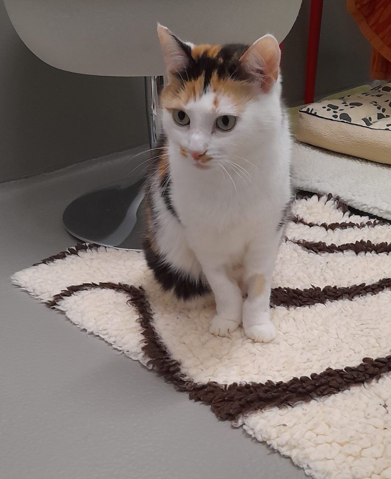 Harea – Tierschutzverein Freising e.V.