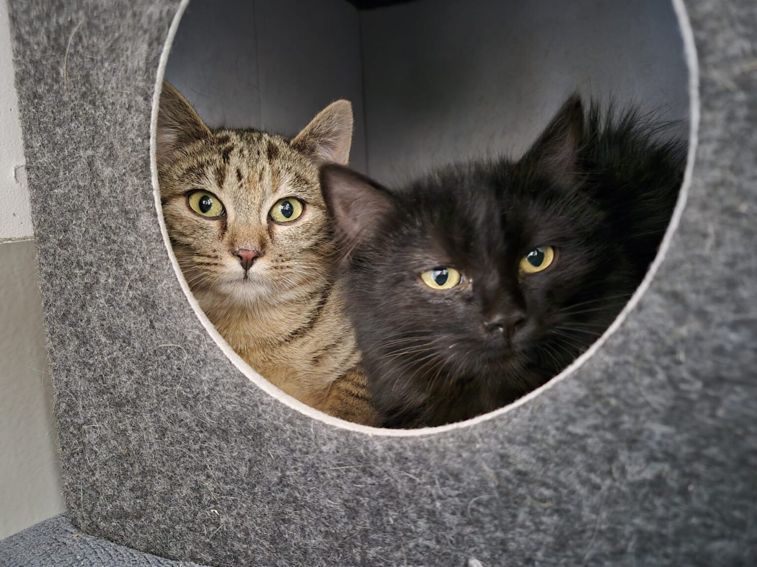 Karl, Keks und Krümel – Tierschutzverein Freising e.V.